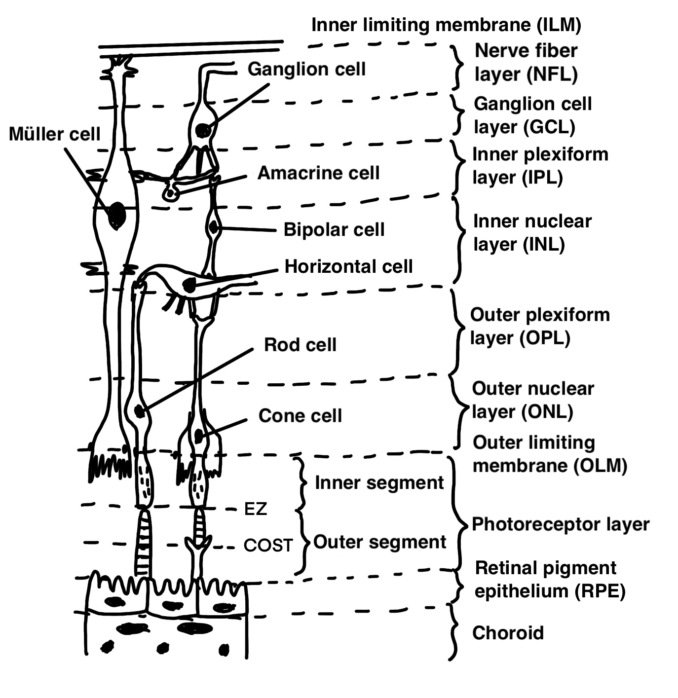 Retinal Anatomy Simplified: 10 Layers Explained with OCT Correlation ...