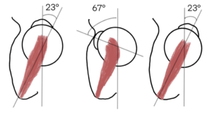Understanding Eye Movements: A Simple Guide to Extraocular Muscle ...