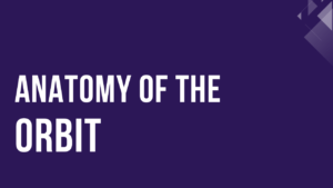 Anatomy of the Orbit｜Poi Sensei's Eye Dojo